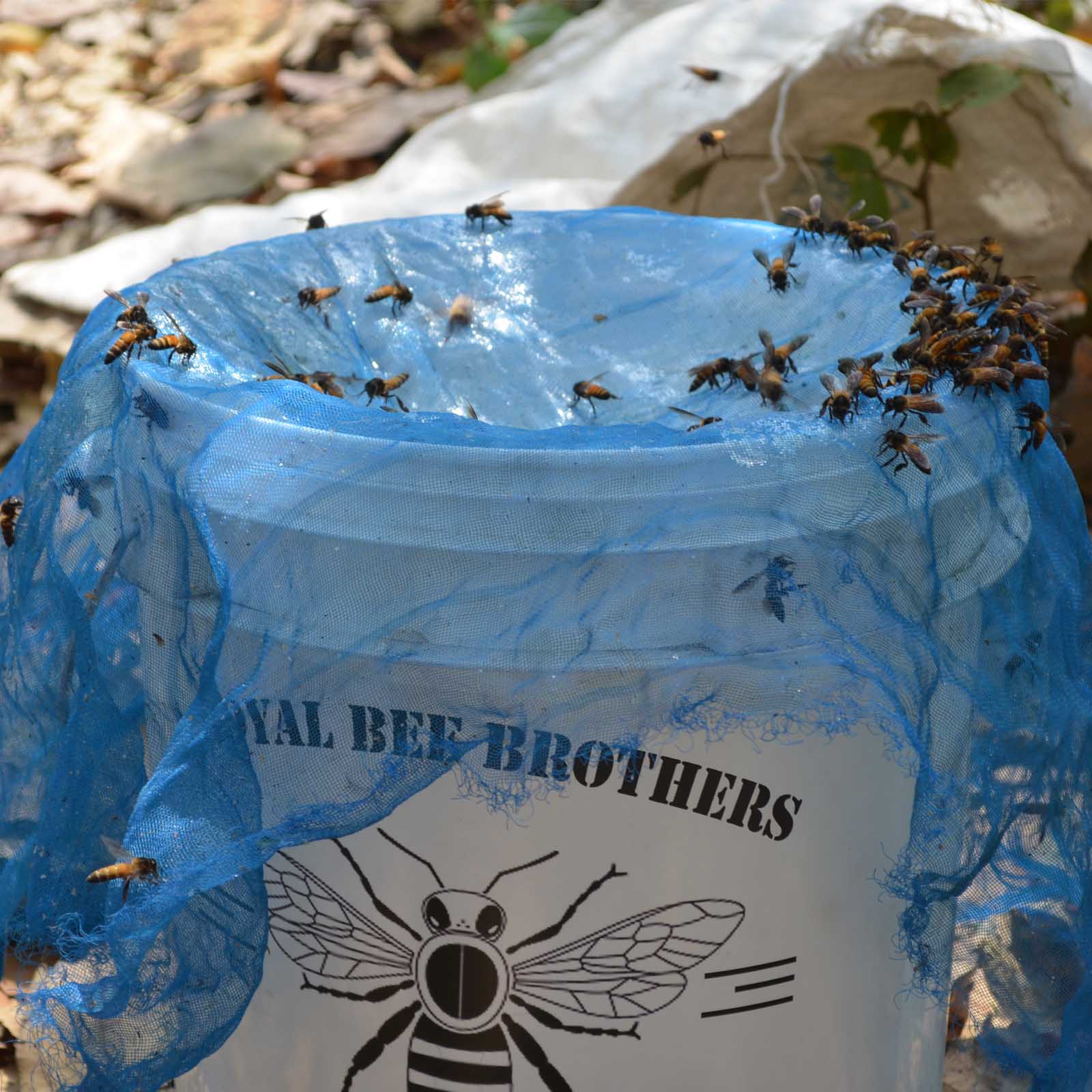 Buy 100% Pure and Best Organic Honey Online | Royal Bee Brothers